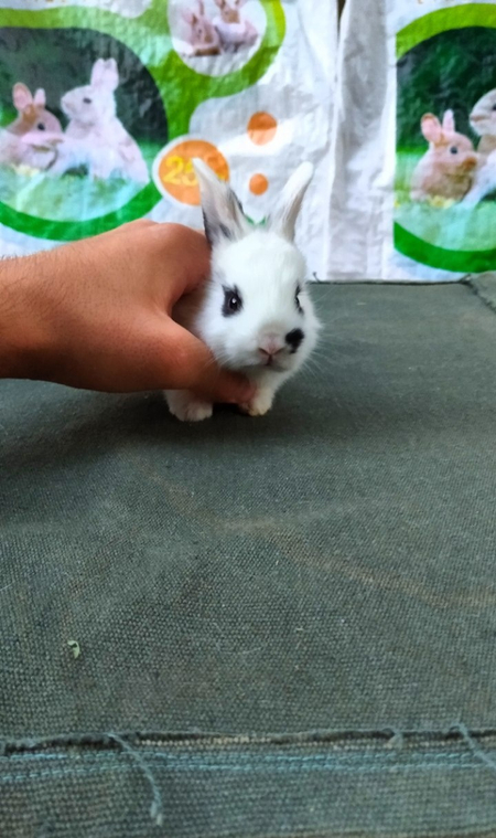Mini Karlik Quyonchala sotiladi. Мини декоративные карликовые кролики