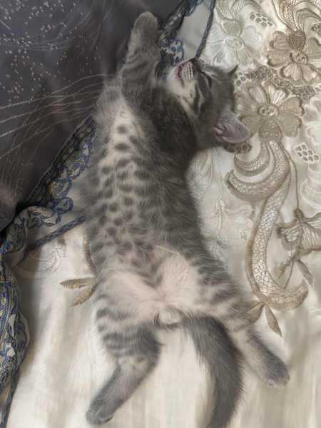 Британские котята мальчики