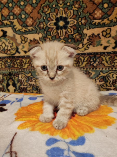 Шотландский вислоухий котенок