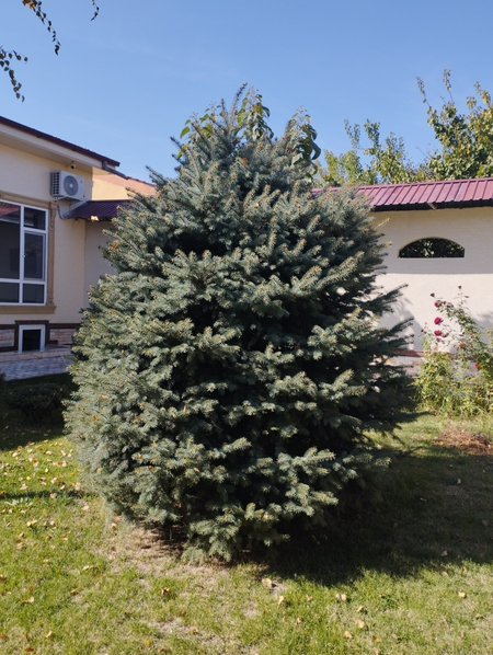 Голубая, Красивая Ель.