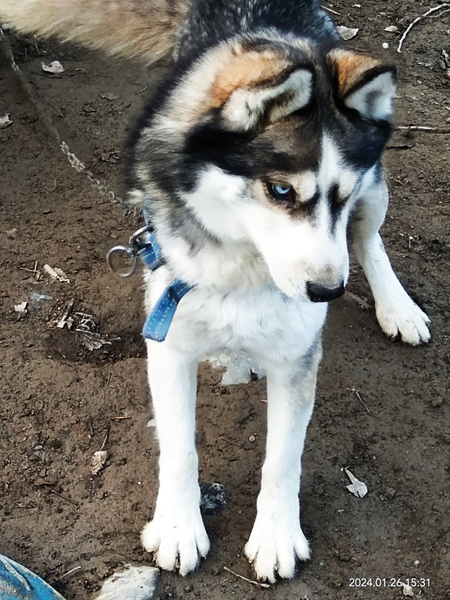 Xaski sotiladi 1.5 yoshda