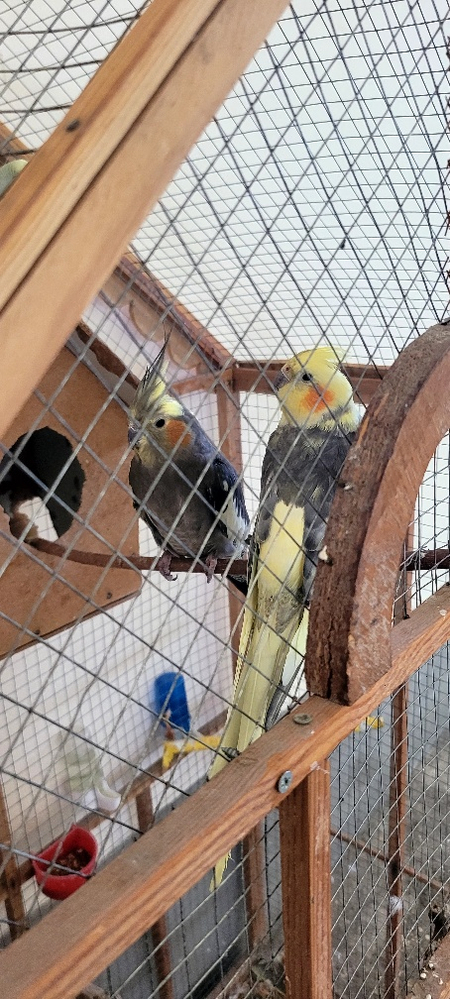 Karilla va valnistiy qushla sotiladi