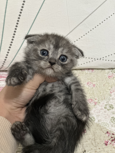 Шотландский фолд / Scottish fold mushukchalar