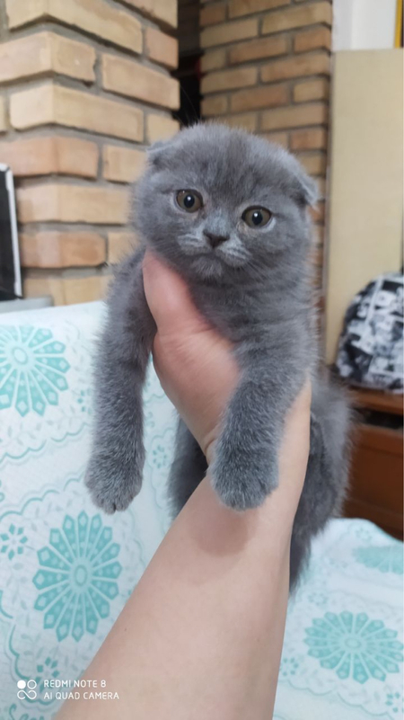 Шатландский вислоухий срочно