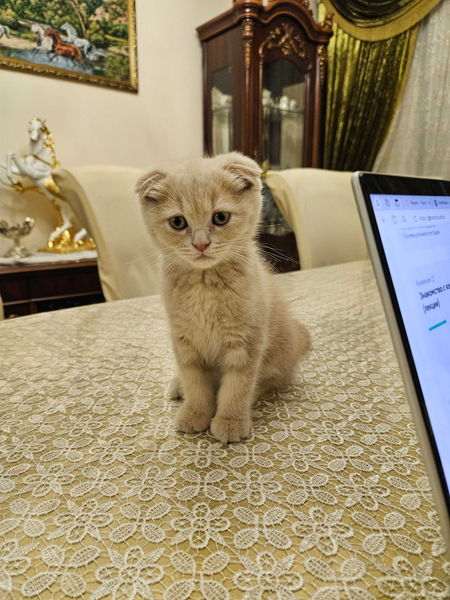 Вислоухий котёнок