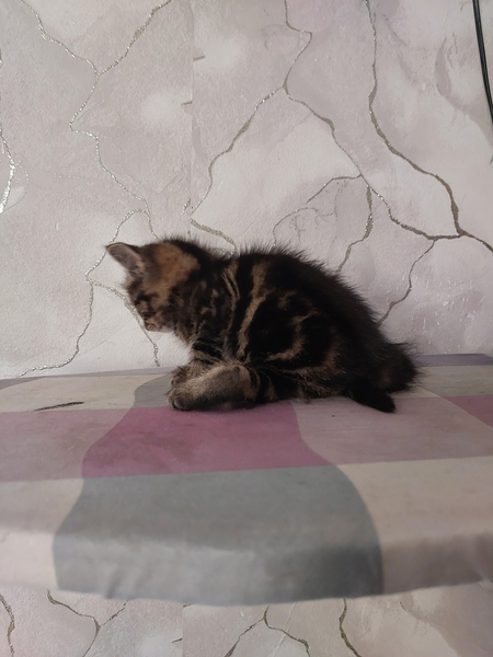 Котята и мама кошка