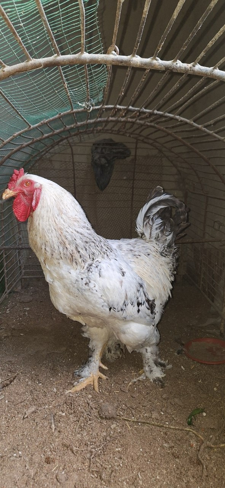 Brama xoʻroz ikkta toʻrtyuzmingdan