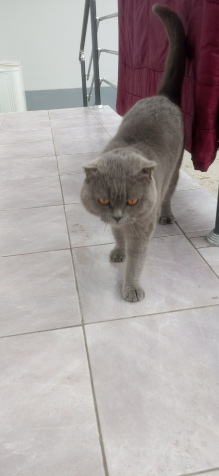 Shatlaniskiy  mushuk
