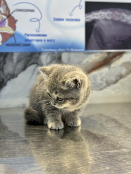 Срочно продаются породистые котята