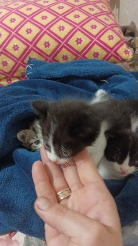 Бесплатно в любящие руки котята