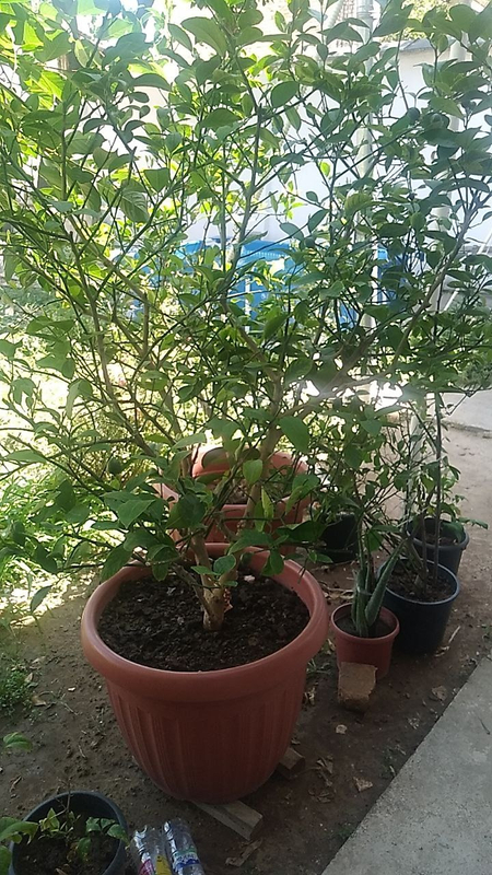 Limonlar sotiladi