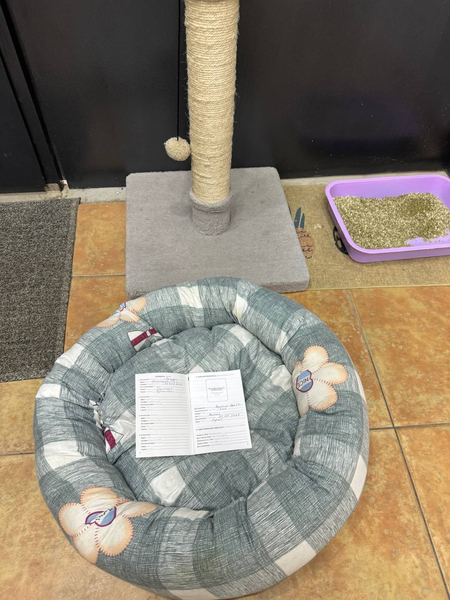 Котёнок. Срочно.