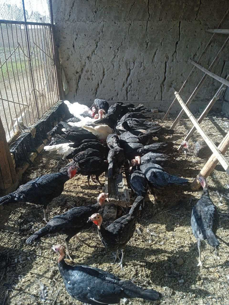 Индюкчалар, индюк жужалари сотилади, курка жужалари сотилади.