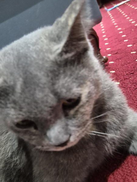 Кошка британская