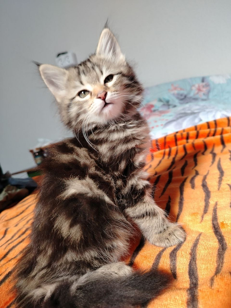 Отдадим котят в добрые руки