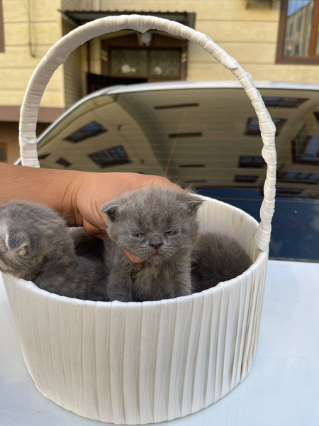 Котята породистые