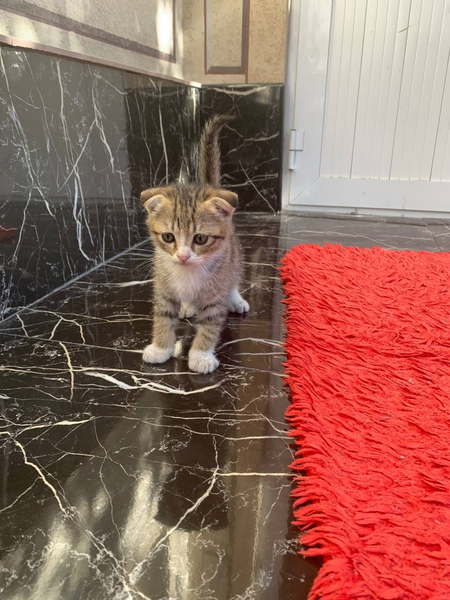 Котята/ mushukchalar/ kittens