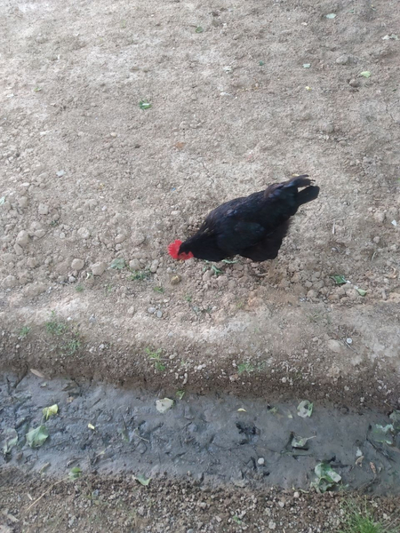 Srochna sotiladi Qora shaxzoda xo'rozlari soni 3 ta