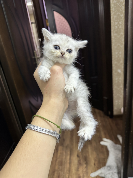 Продаются Очаровательные скоттиш и фолд страйт котята