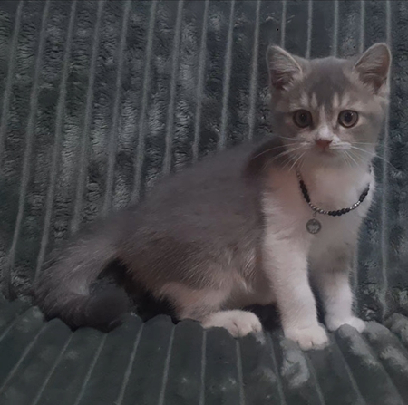 Скоттиш страйт котята
