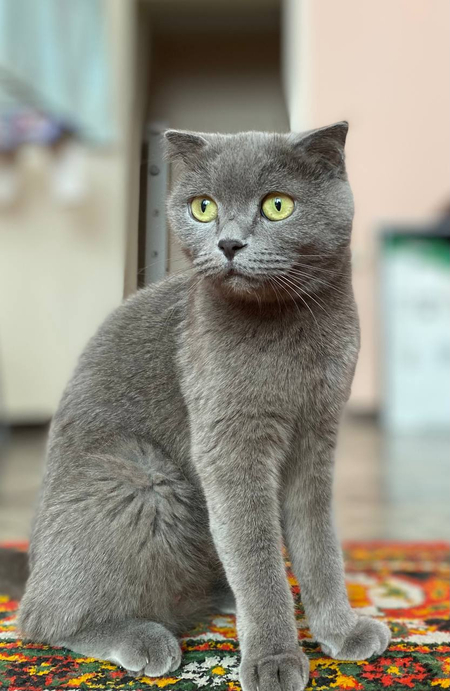 Котята ищут семью
