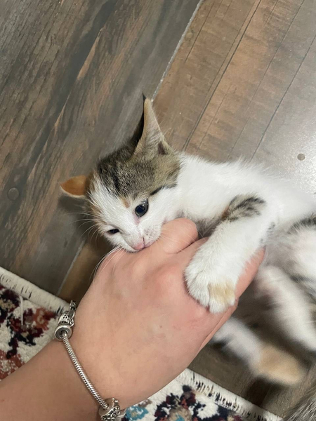 Отдам в добрые руки котёнка, девочку, возраст около 2 месяцев