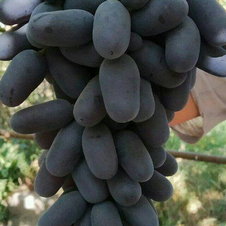 Qora kishmish oq dumcha uzum ko'chatlari bor sifatiga  100%kafolat