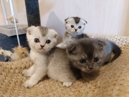 Скоттиш Фолд ( Серебристая Шиншилла)