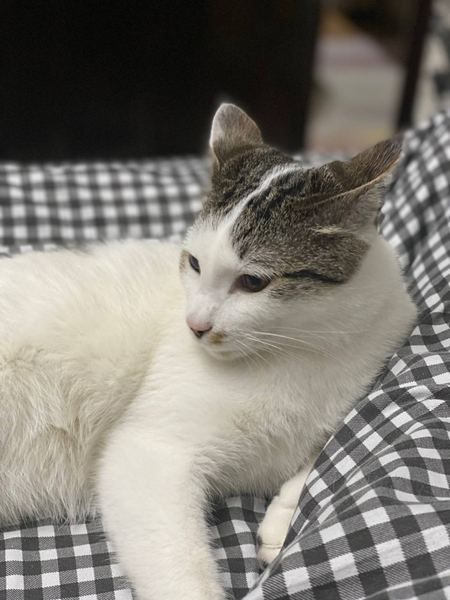 Котик Лайки 5 месяцев