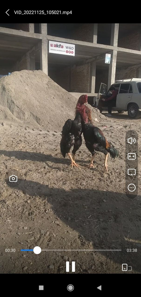 Xoroz yaxshi soglom yeb ichishiga Garantiya