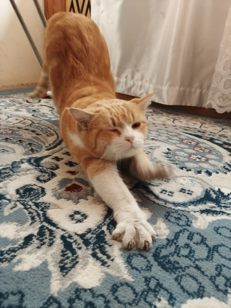 Mushuk кошка pwak