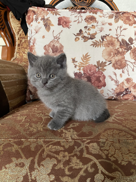 Котёнок Скотиш Страйт