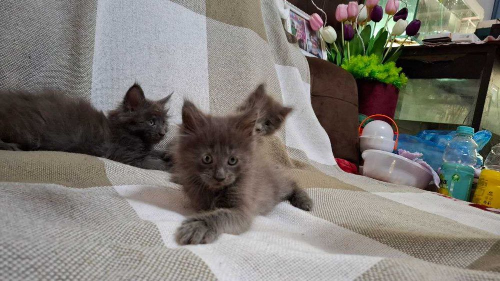 Продаю котят Майн кун чистокровные