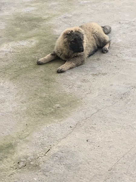 Kavkazki toza qonli