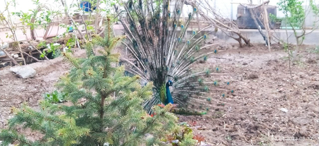 Товус жужалари билан(павлин)