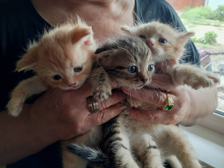 Продам    котята