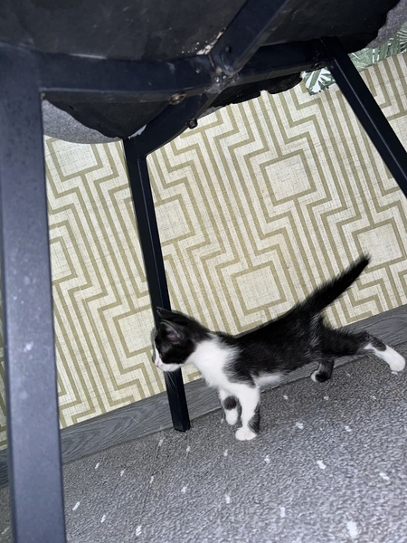 Котята в добрые руки, Ц-4