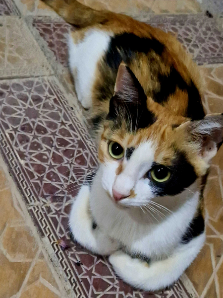 Котенок и кошка в добрые руки