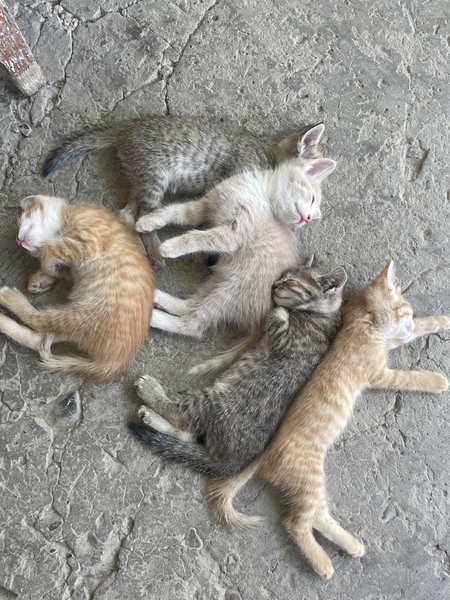 Домашние котята