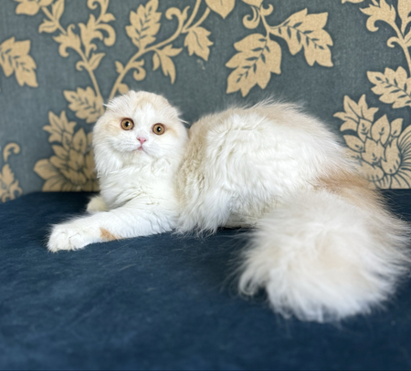 Вислоухий котик, хайленд фолд