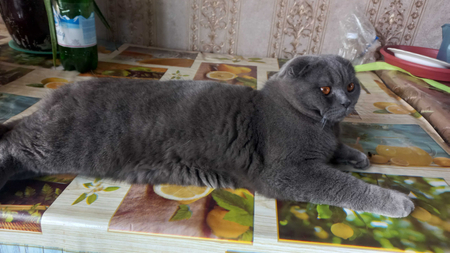 #вязка Опытный кот  приглашает невесту