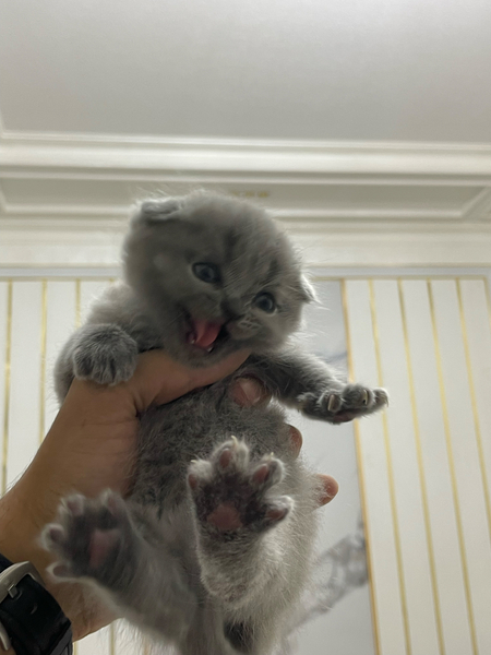 Scottish fold Og'il bola 20 kunlik