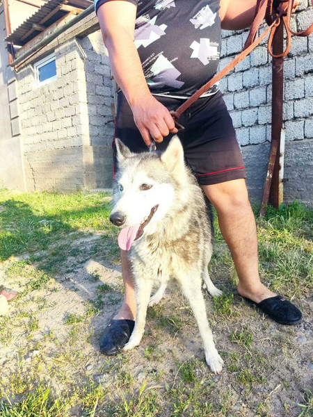 Xaski paroda IT sotiladi