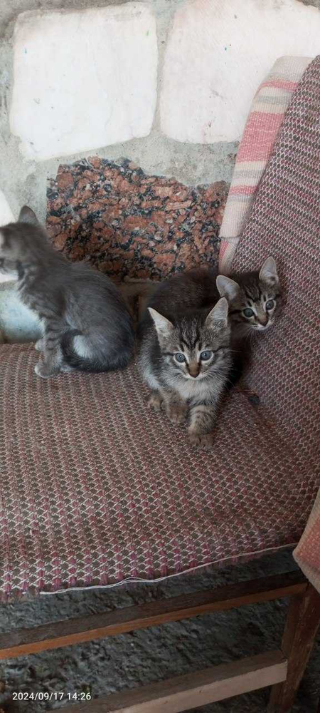 Отдам котят в хорошие руки!