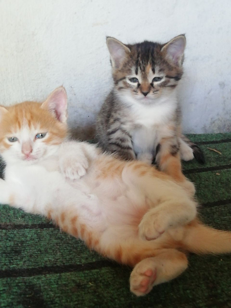 Продаются котята