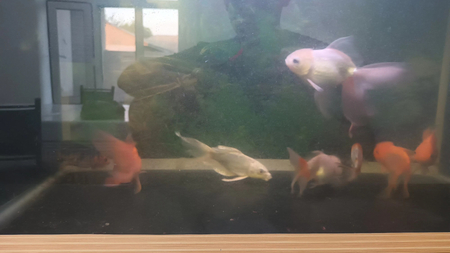 Akvarium Baliqlar sotiladi