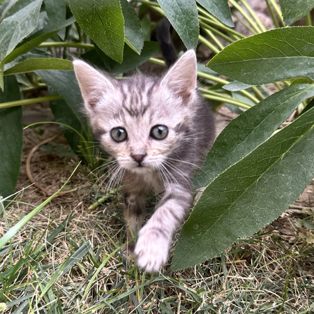 ПОТЕРЯЛСЯ КОТЕНОК! Кошка. Нашедшего ждет вознаграждение!