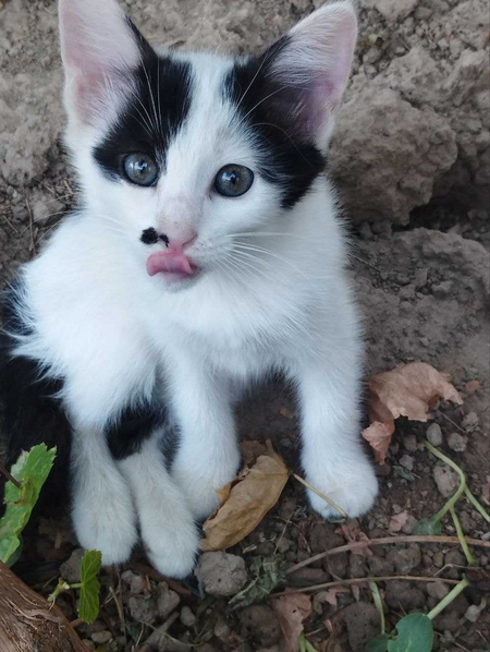 Котята в хорошие руки