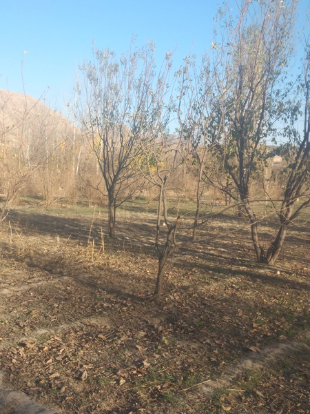 Uchastka sotiladi