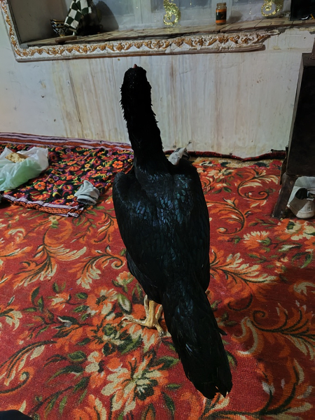 Dakan makiyon sotiladi